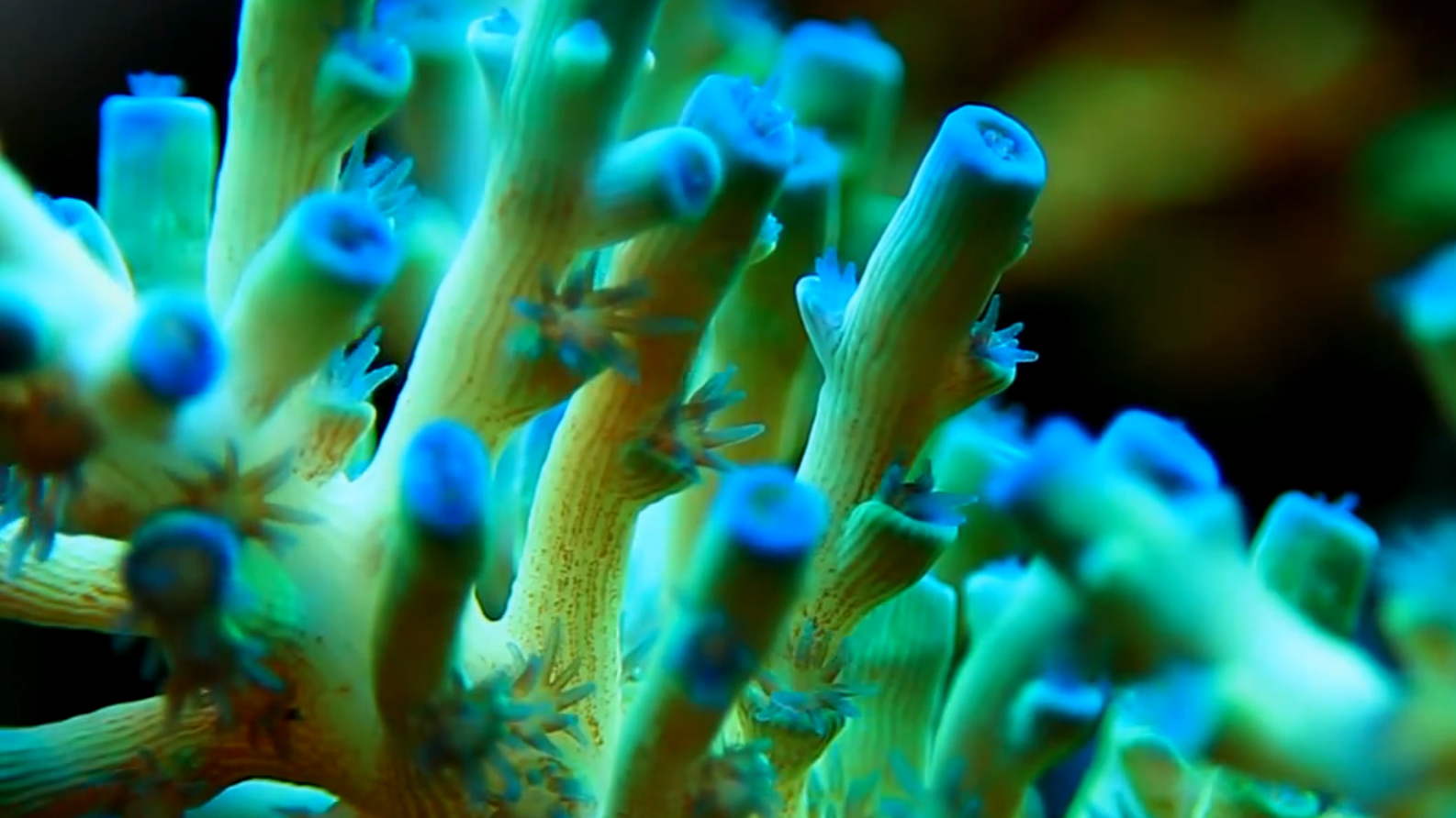 XEPTA Professional Reef Care